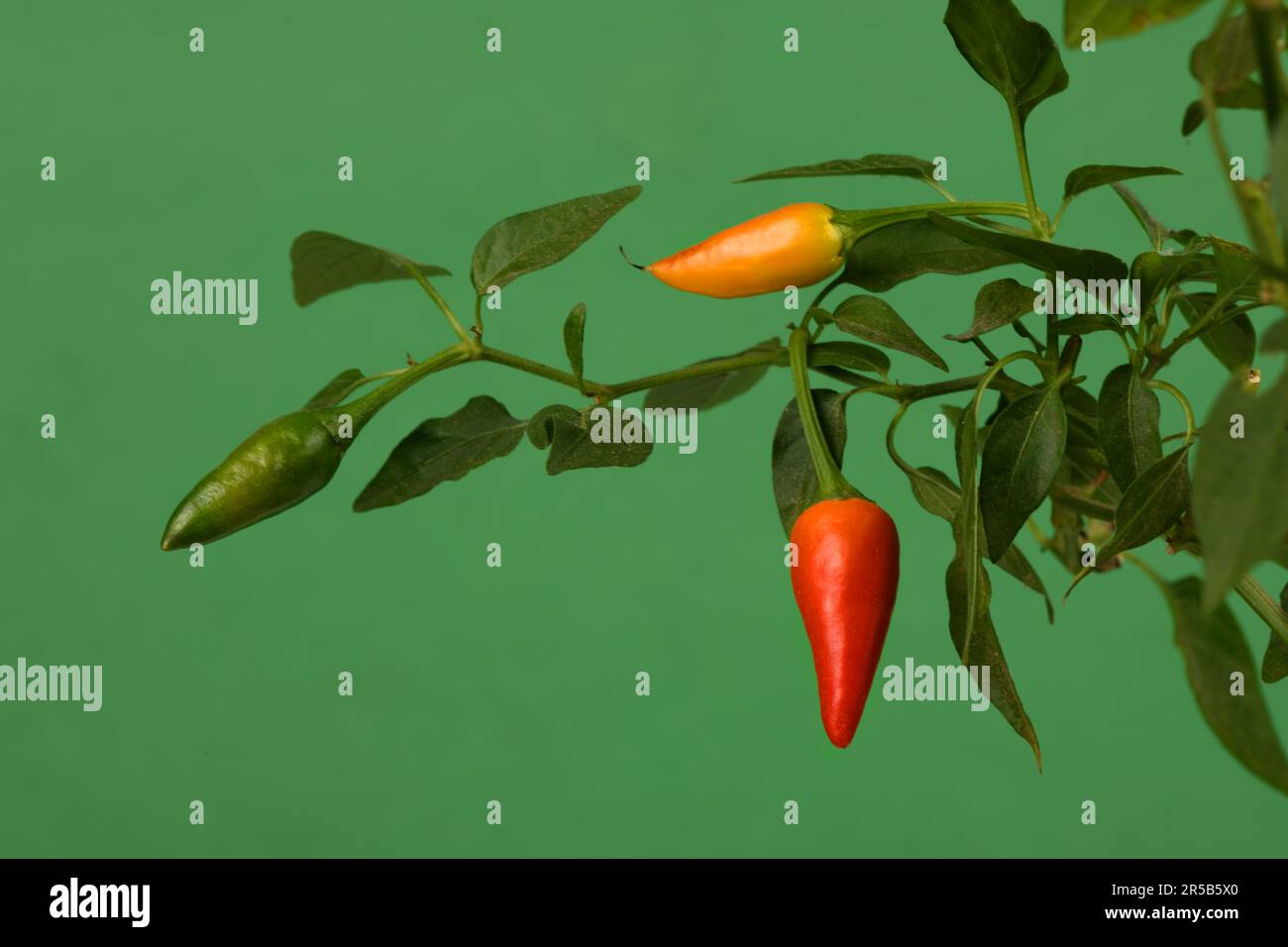 Red hot peppers. Side view. High resolution photo. Full depth of field ...