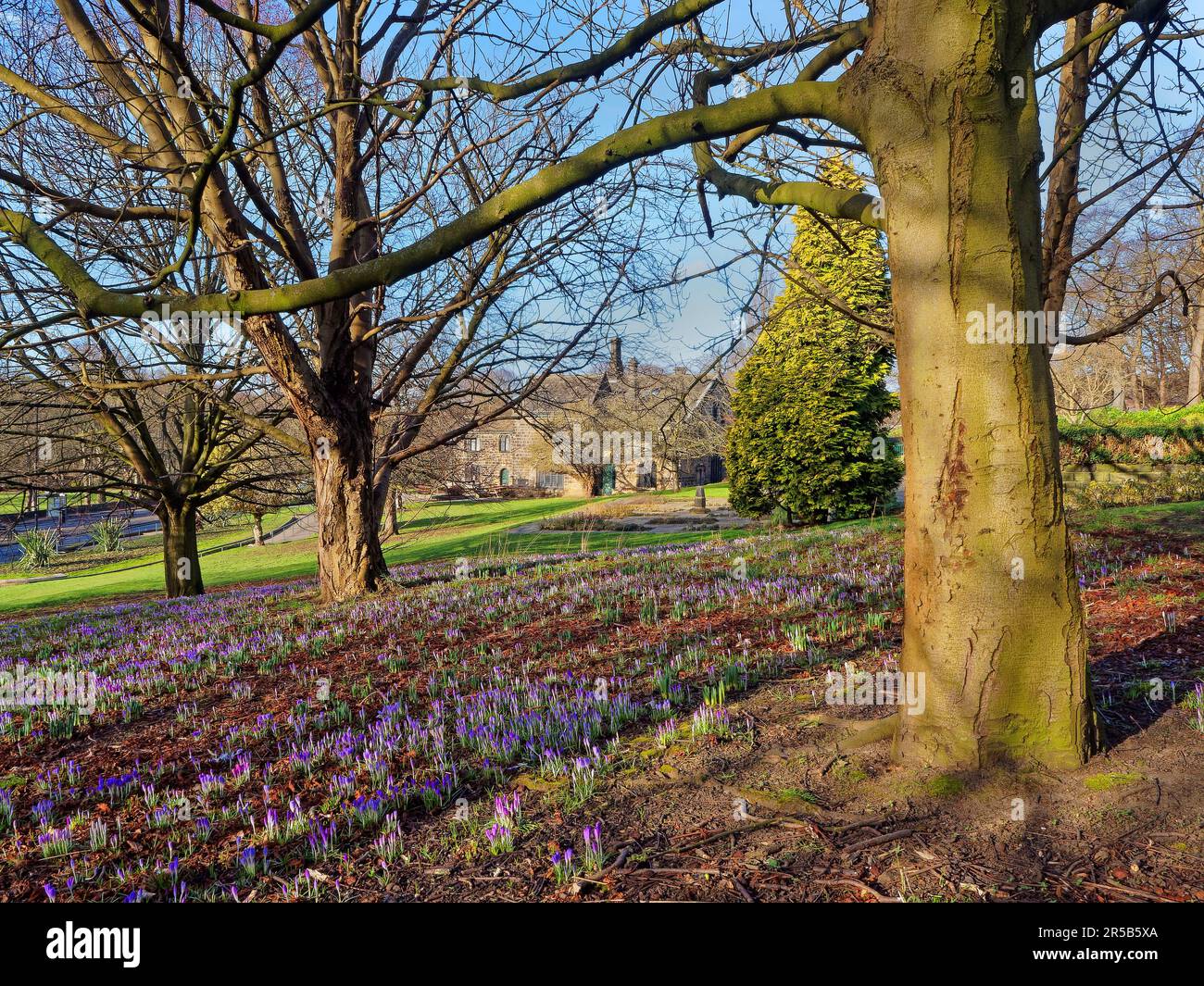 UK, Leeds, Kirkstall Abbey, Crocuses and Trees in the grounds of Abbey ...