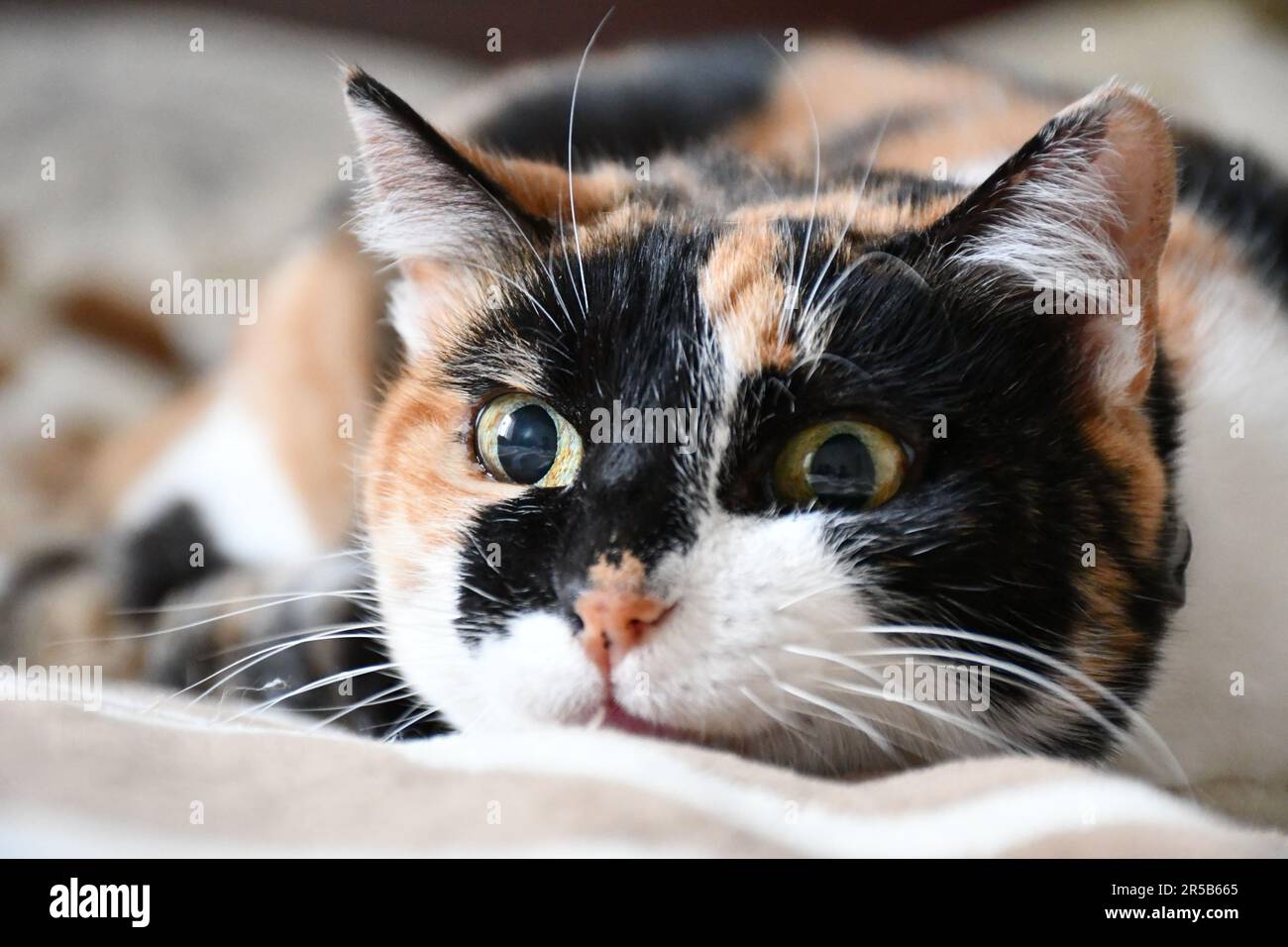 Dancing calico cat hi-res stock photography and images - Alamy