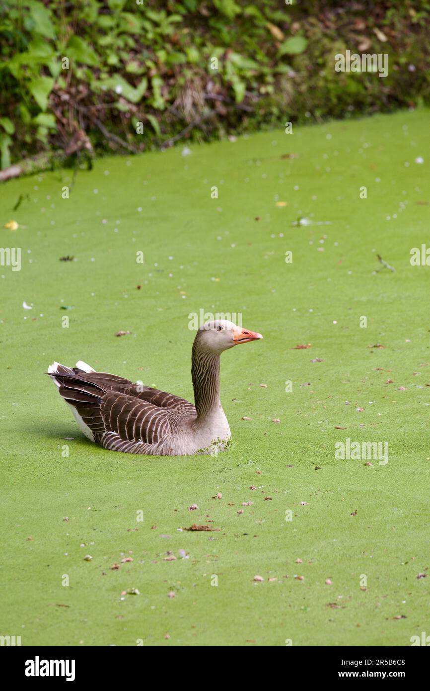 Goose freshwater bird hi-res stock photography and images - Alamy