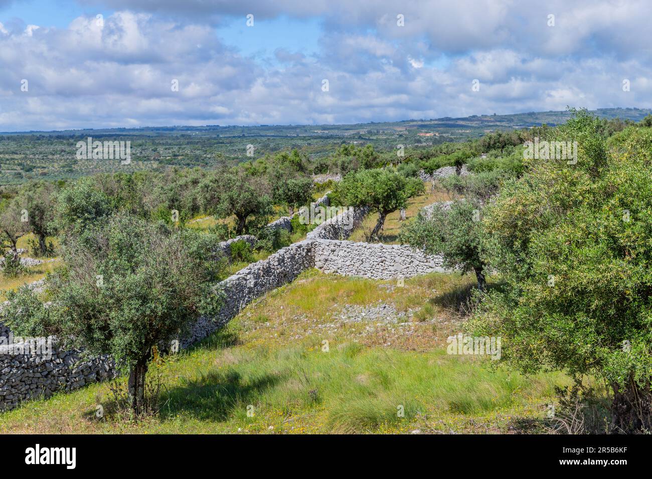 Olive trees among fields in the area of Fatima, Portugal Stock Photo ...