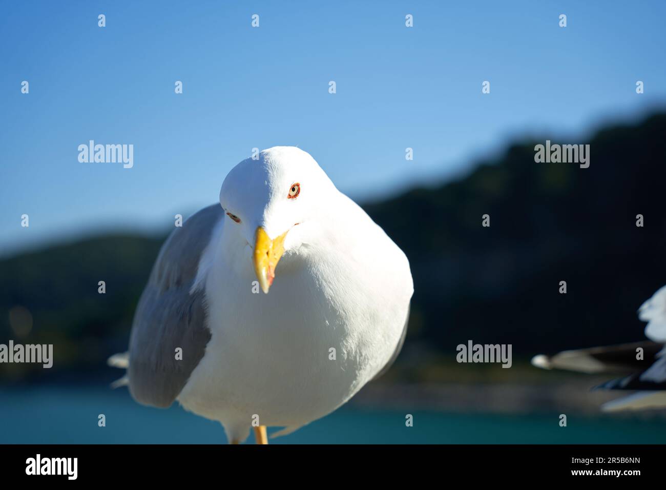 A white seagull standing towards the sea, surveying the horizon Stock ...