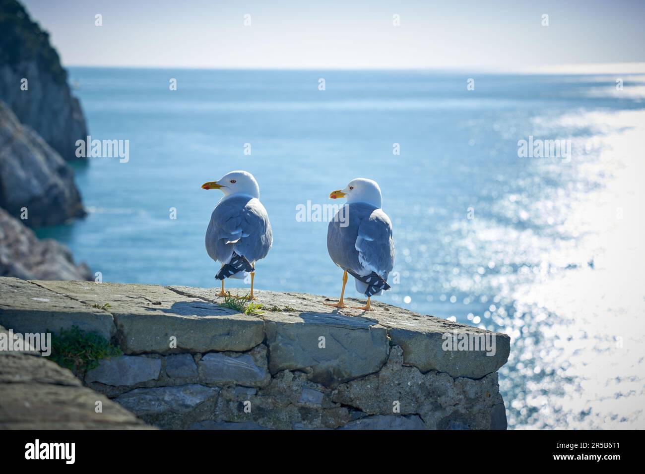 Two white seagulls standing on a stone surface towards the sea ...