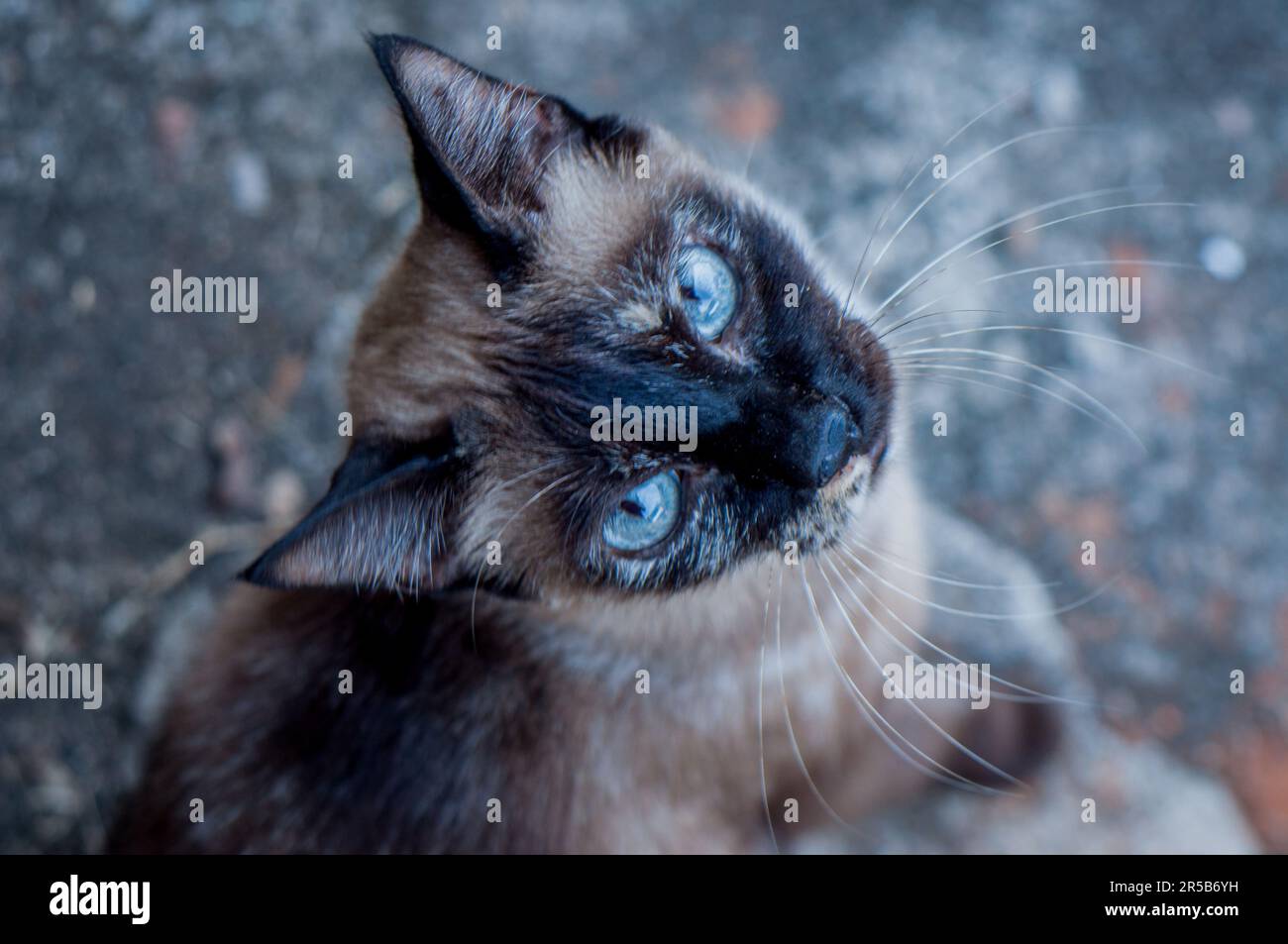 Camera cat kid hi-res stock photography and images - Alamy