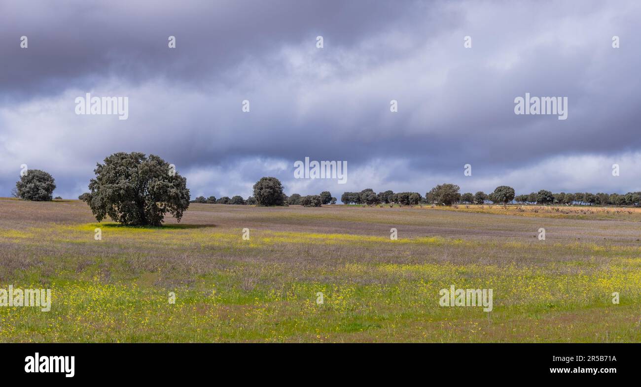 Agricultural field with Cork oak trees (Quercus suber), Extremadura ...