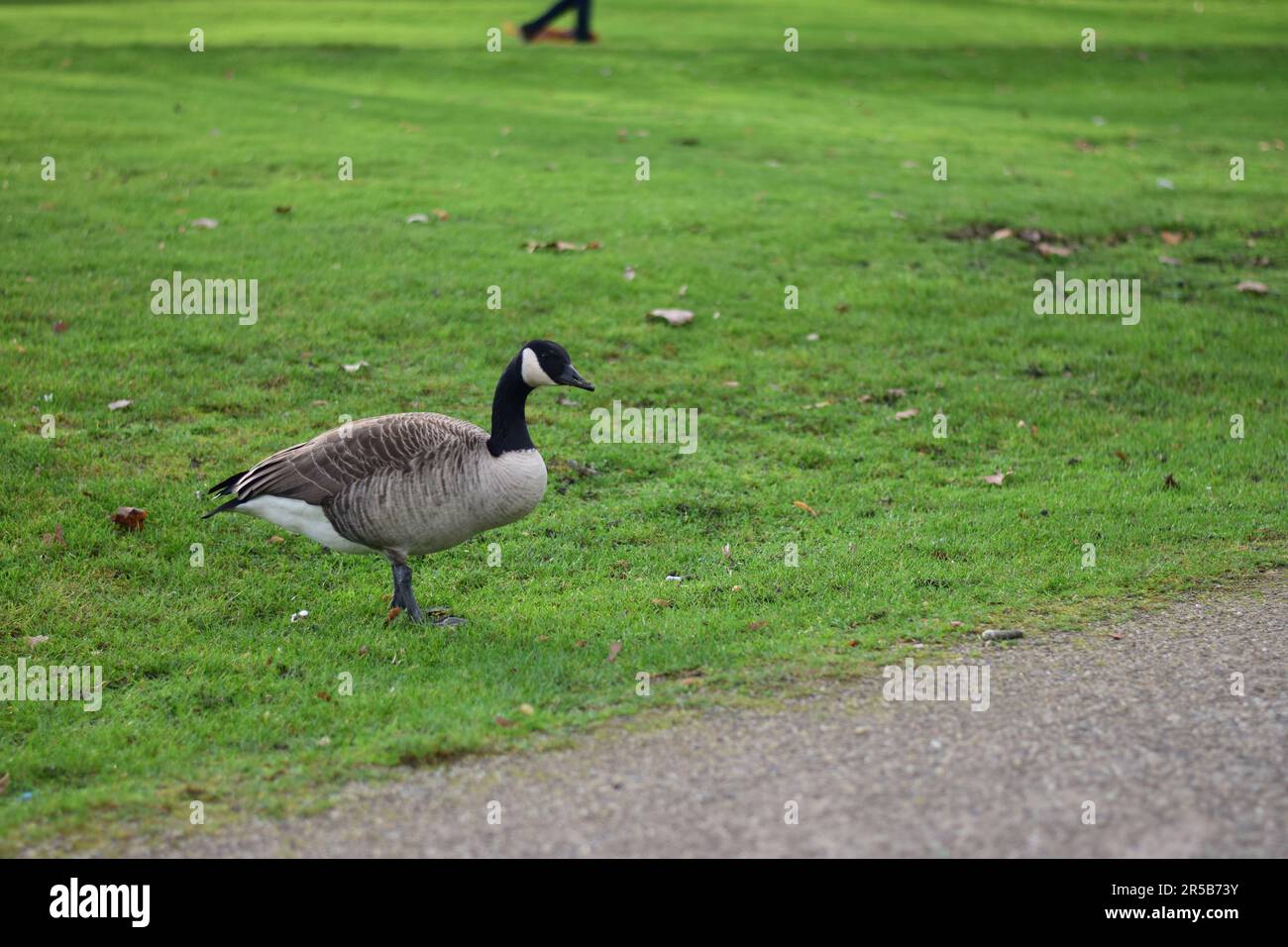 An image of a goose standing majestically atop a grassy hill with a ...