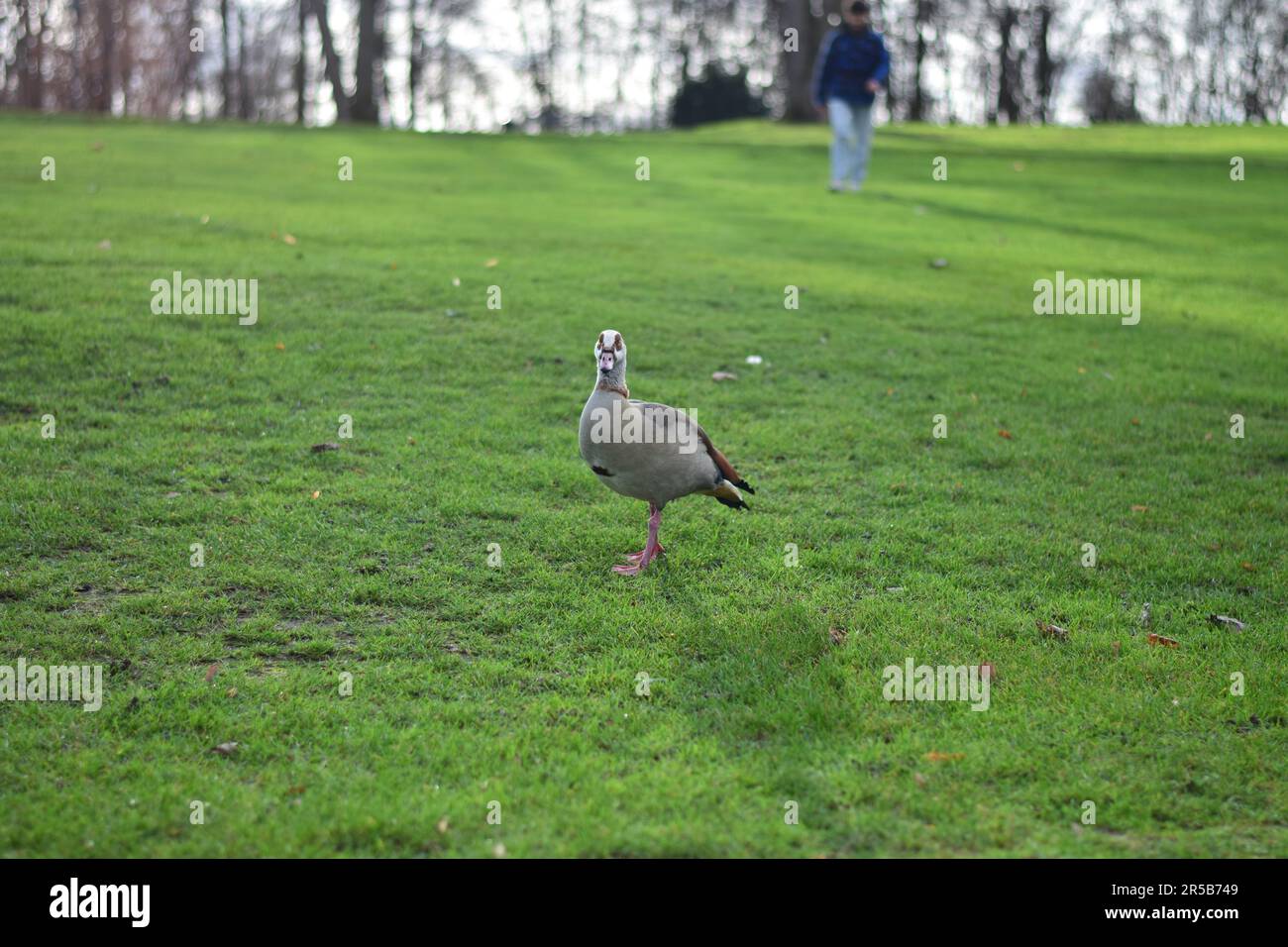 Two white ducks standing in a lush, green field next to a smiling man ...