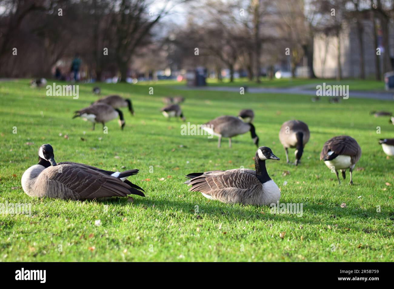 A flock of geese leisurely roam around a lush grassy area surrounded by ...