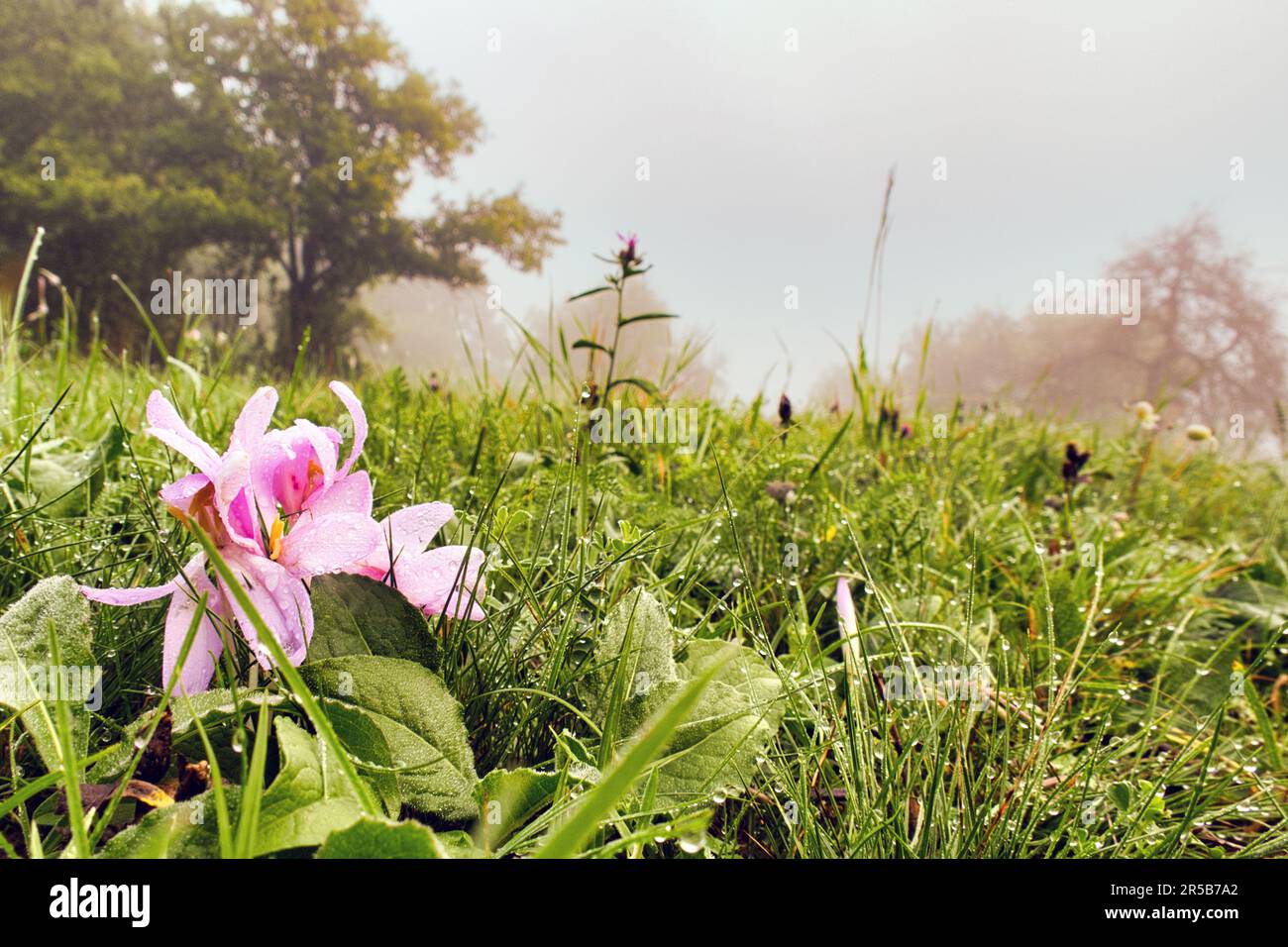 A green misty meadow with flowers and lush trees. Slovenska Lupca ...