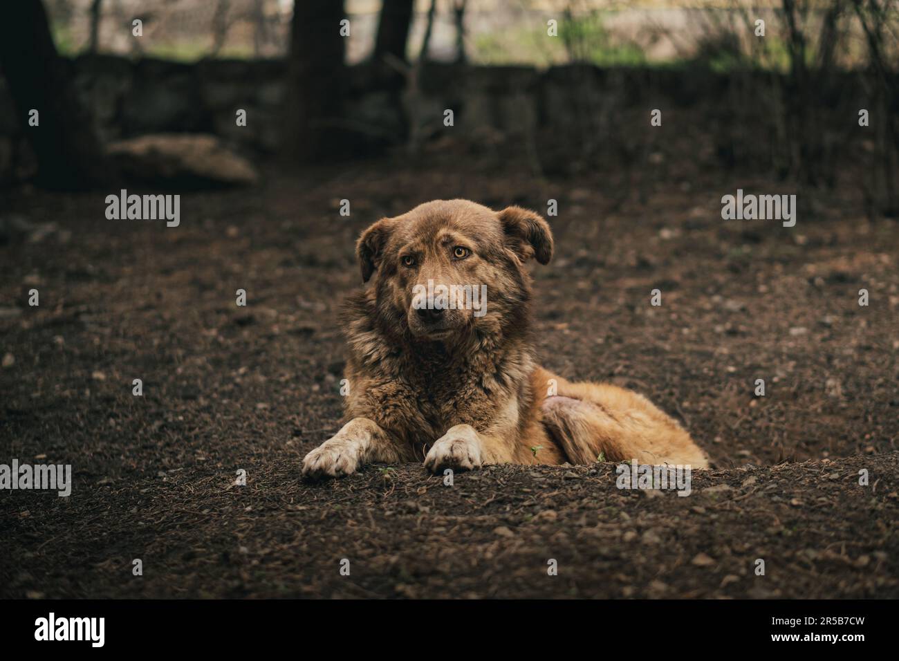 cute street dog Stock Photo - Alamy