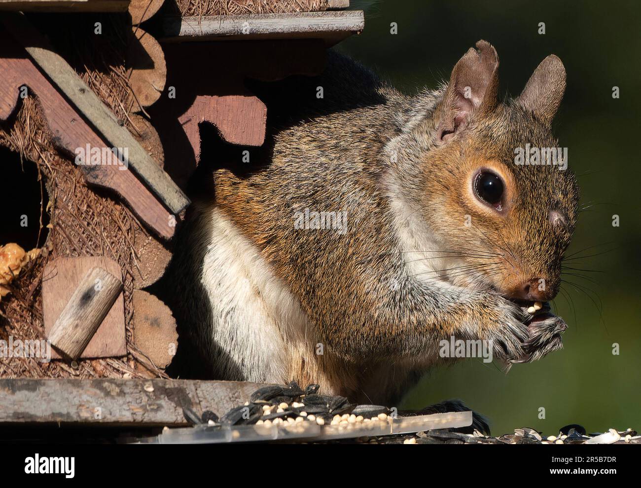 A Squirrel finds food on the deck Stock Photo - Alamy