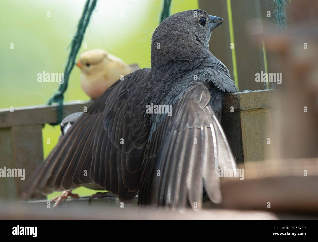 Bird on the feeder flapping its wings Stock Photo - Alamy