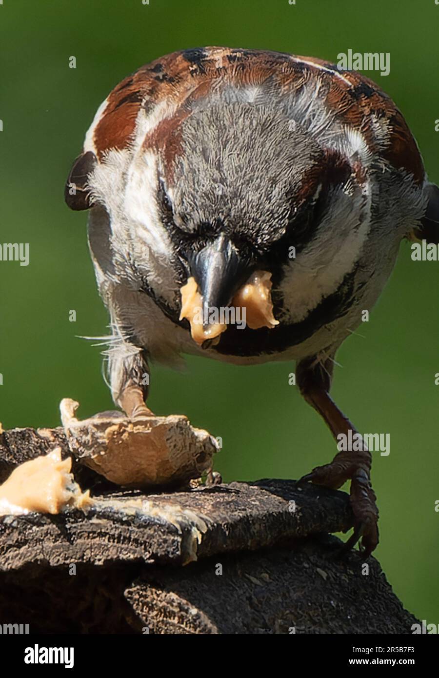 English sparrow roof hi-res stock photography and images - Alamy