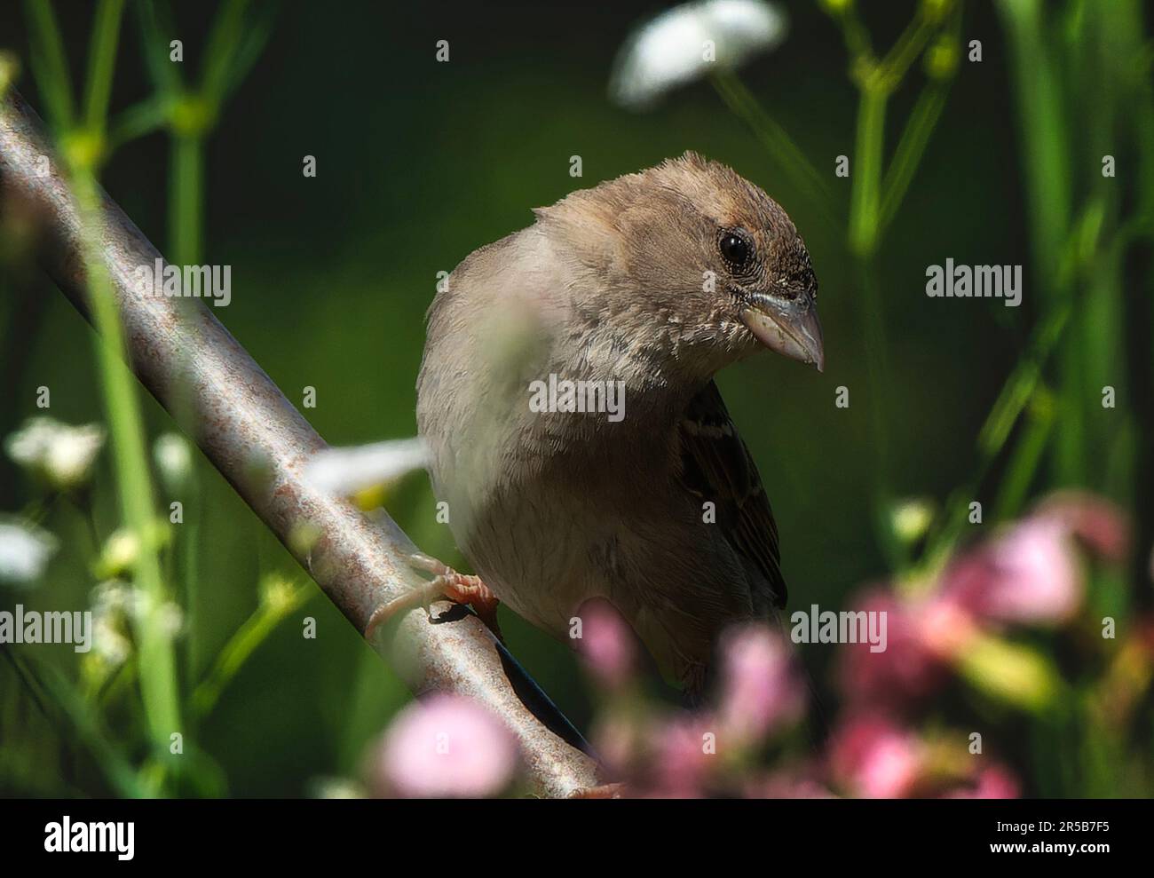 A Sparrow perches on a slanting bar Stock Photo - Alamy