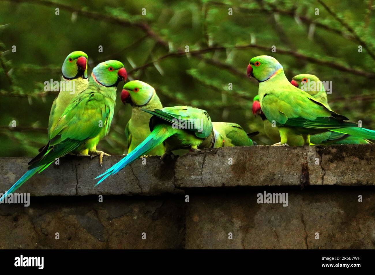 A flock of Parakeets feed on grains on the outskirts of Ajmer, India on ...