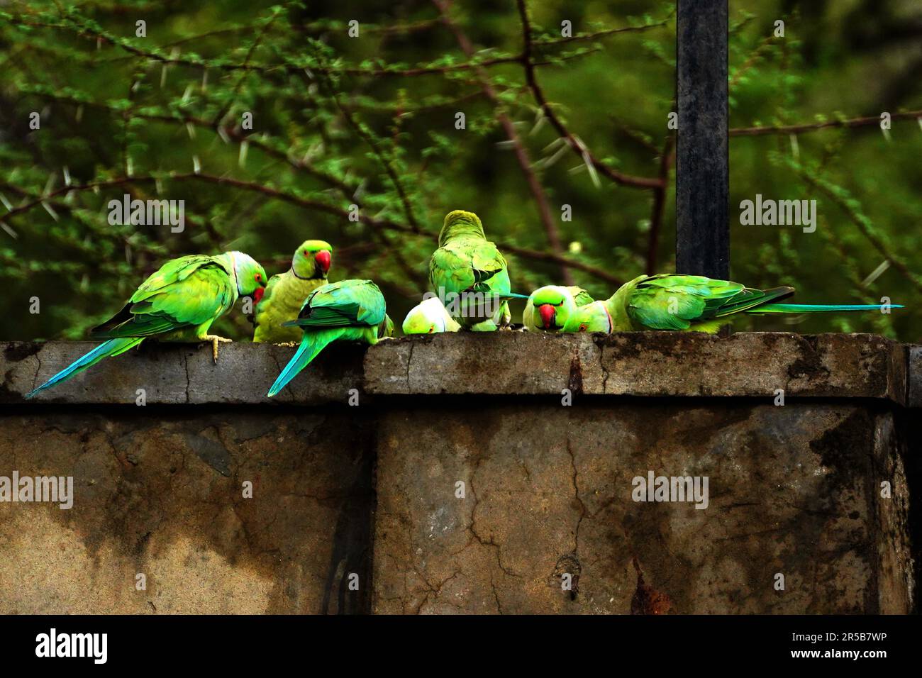 A flock of Parakeets feed on grains on the outskirts of Ajmer, India on ...