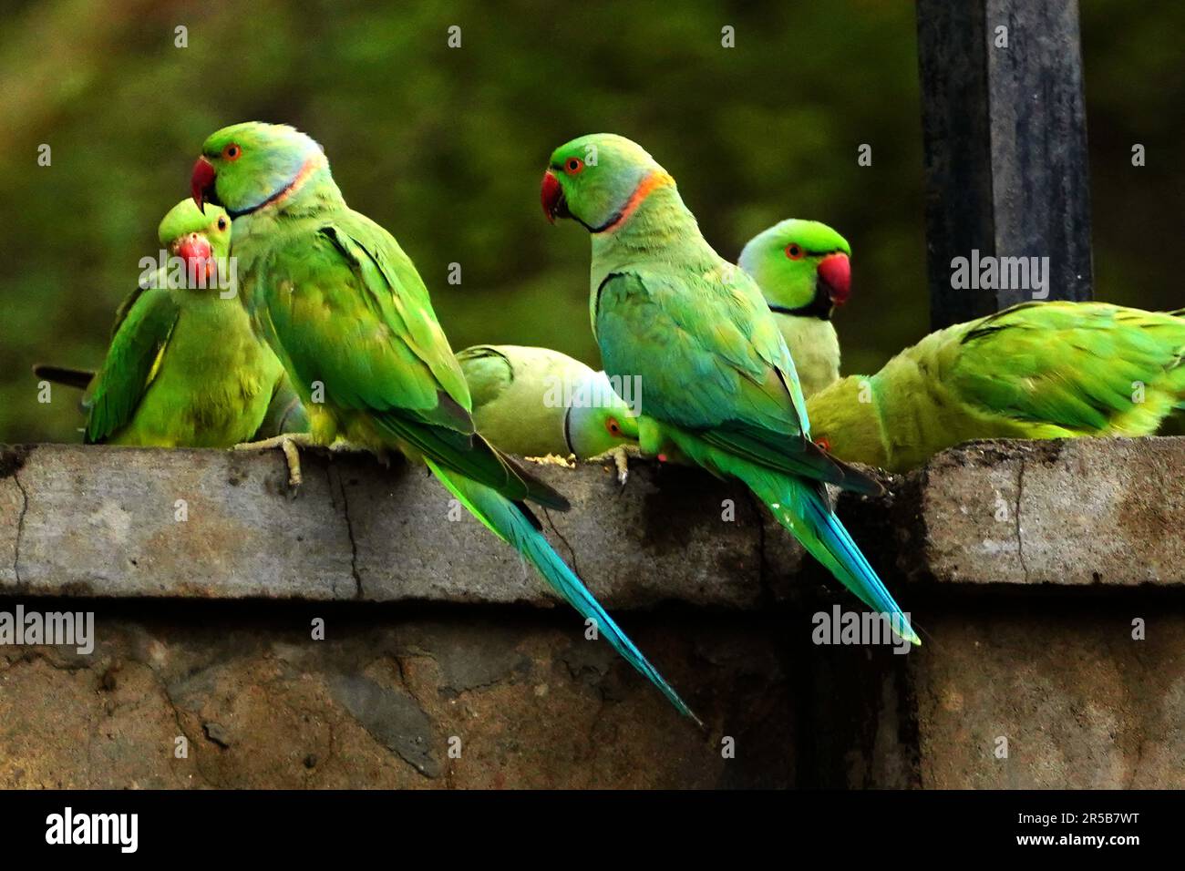 A flock of Parakeets feed on grains on the outskirts of Ajmer, India on ...