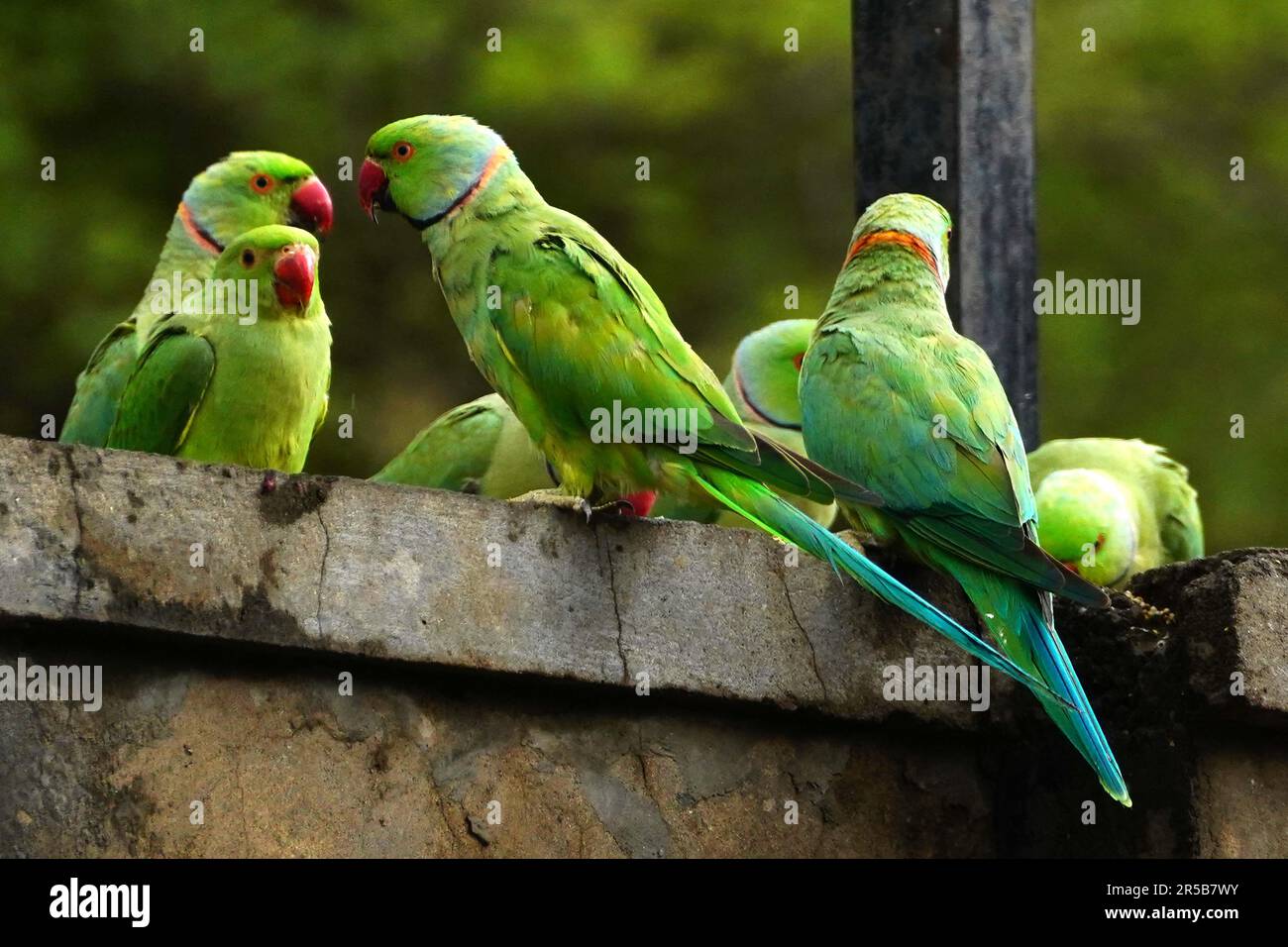 A flock of Parakeets feed on grains on the outskirts of Ajmer, India on ...
