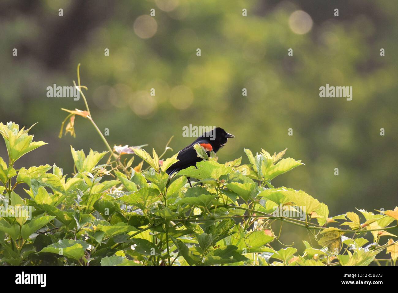 Bird perched in tree tops hi-res stock photography and images - Alamy