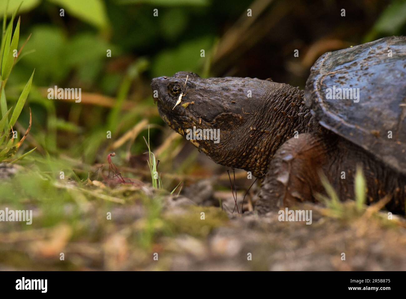 a female snapping turtle in the process of laying eggs Stock Photo - Alamy