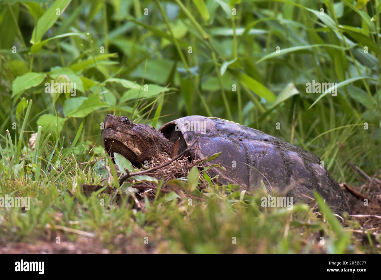 full body shot of a female snapping turtle laying her eggs estalishing ...