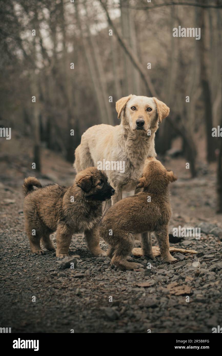 mama dog with her puppies Stock Photo - Alamy