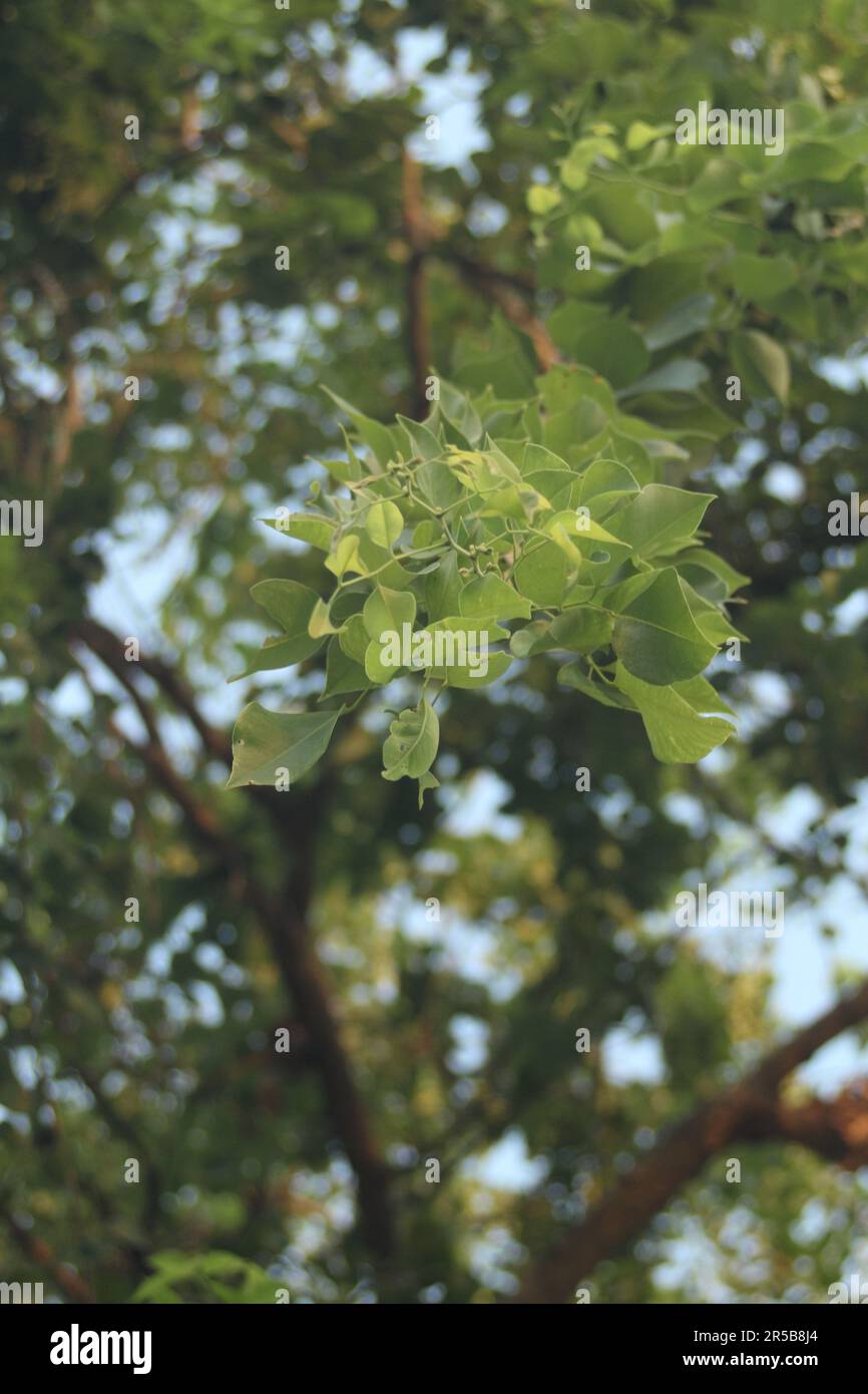 commonly known as: blackwood-tree, Indian dalbergia, Indian rosewood ...