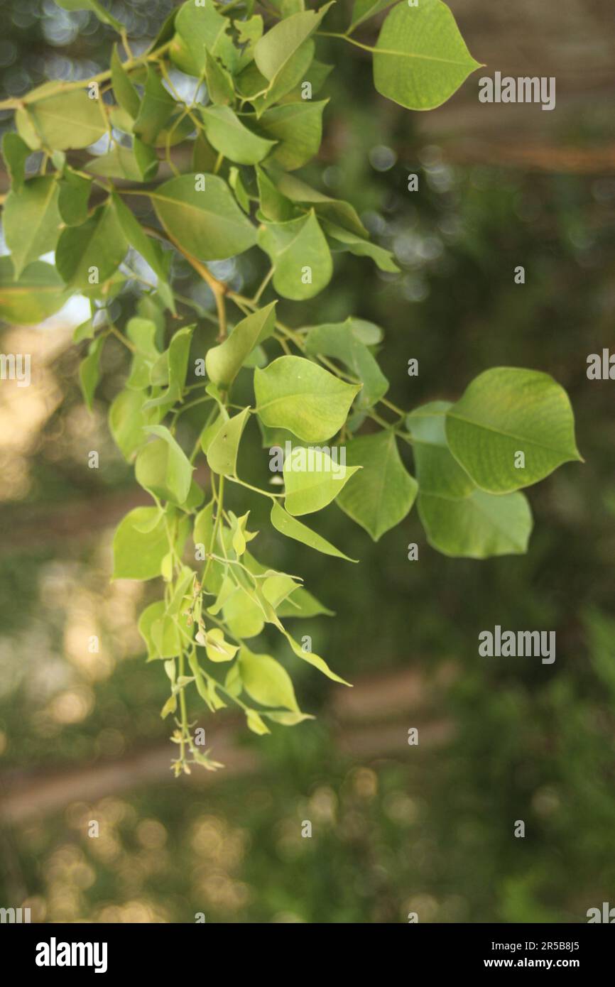 Indian vernacular hi-res stock photography and images - Alamy