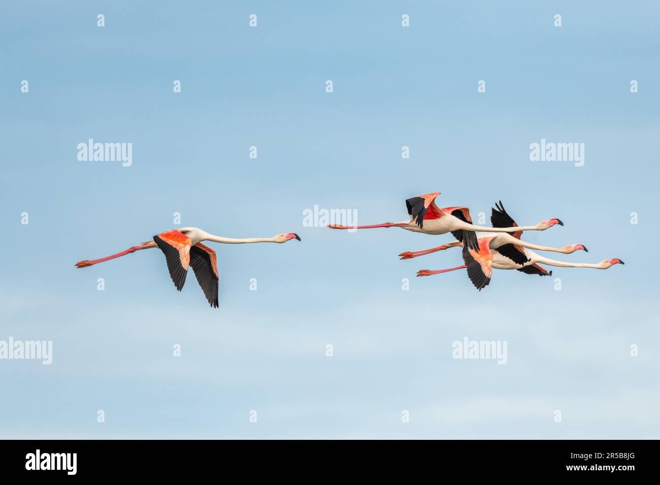 Greater Flamingos (Phoenicopterus roseus) in flight over a lagoon in ...