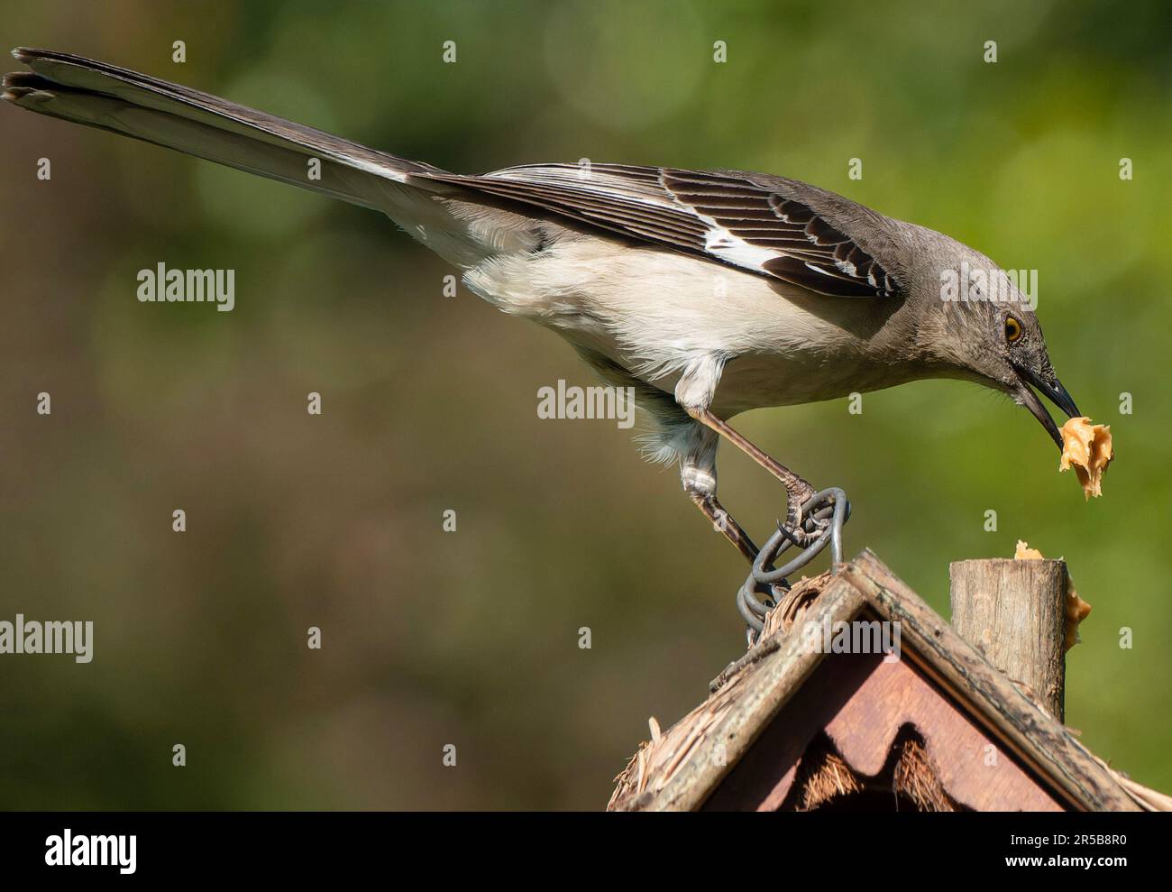 Northern Mockingbird finds food on the birdhouse roof Stock Photo - Alamy