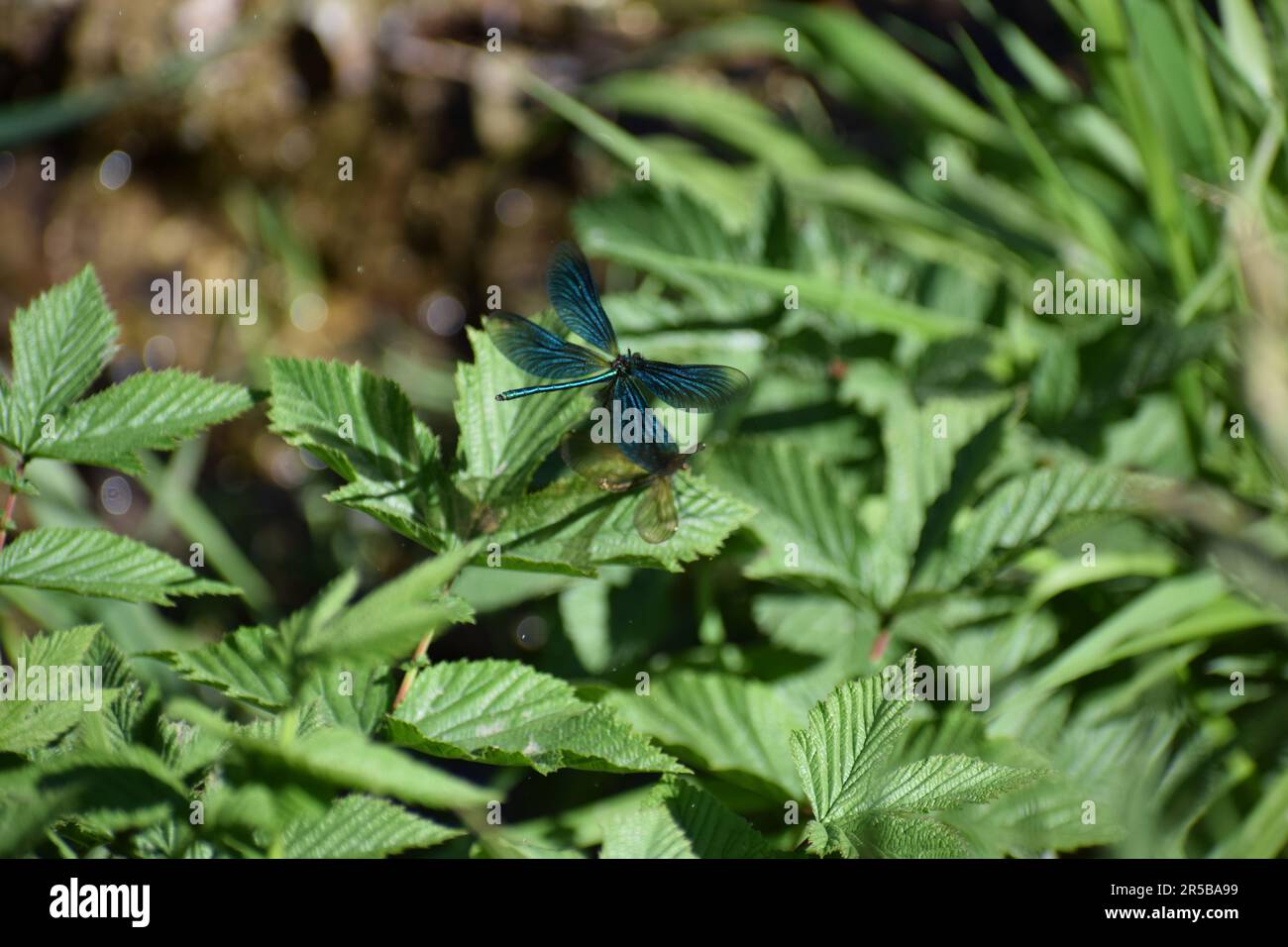 Jewelwings Damselfly Mating Dance Stock Photo - Alamy