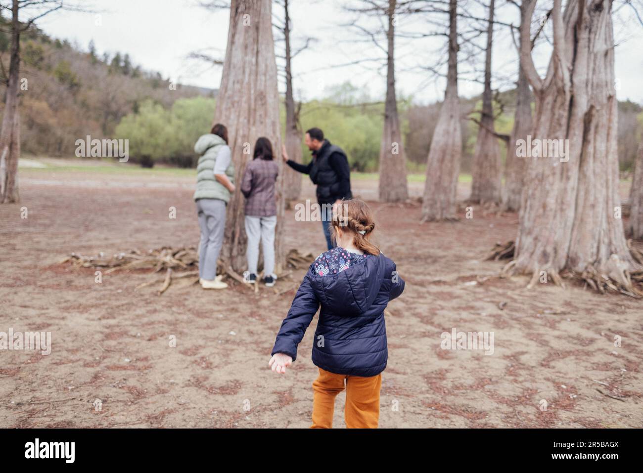 Happy family walks among huge cypress trees. Mom, dad and female ...