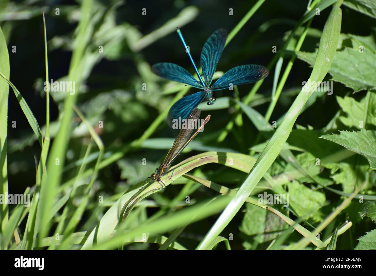 Jewelwings Damselfly Mating Dance Stock Photo - Alamy