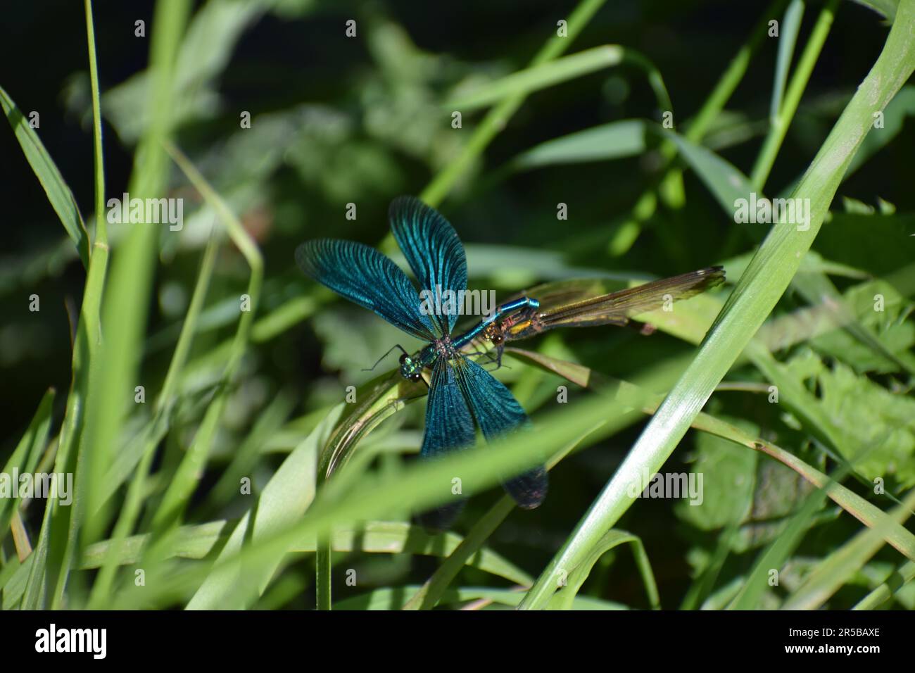 Jewelwings Damselfly Mating Dance Stock Photo - Alamy