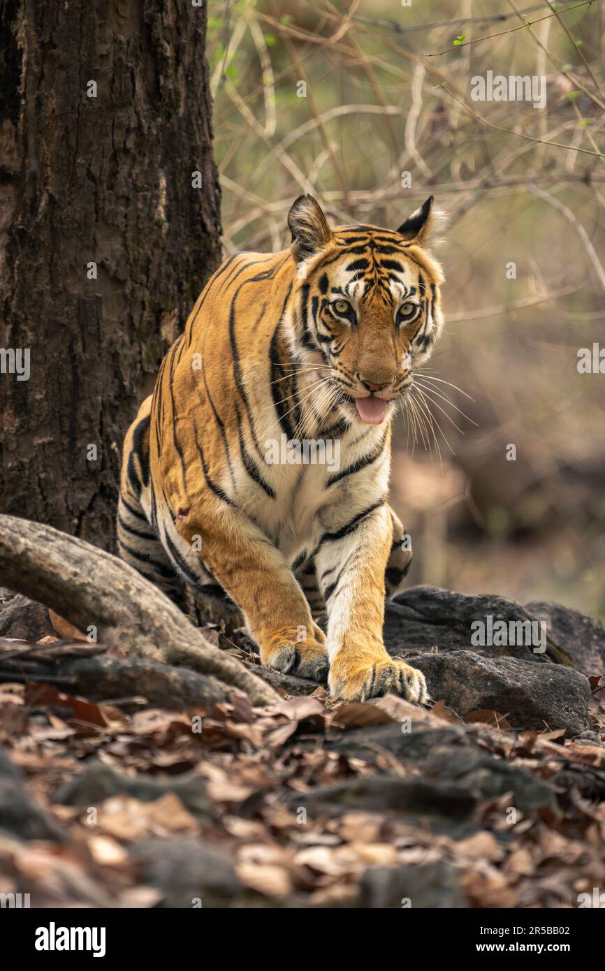 Bengal tiger stands up among tree roots Stock Photo - Alamy
