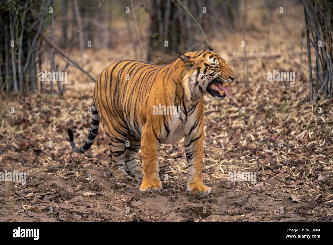 Bengal tiger stands showing a Flehmen response Stock Photo - Alamy