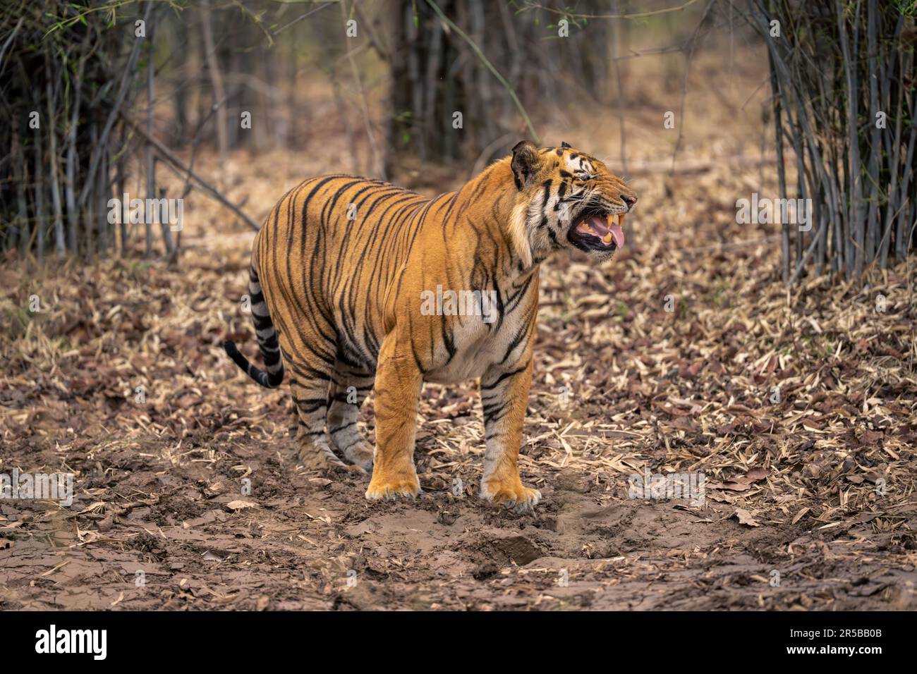 Bengal tiger standing showing a Flehmen response Stock Photo - Alamy