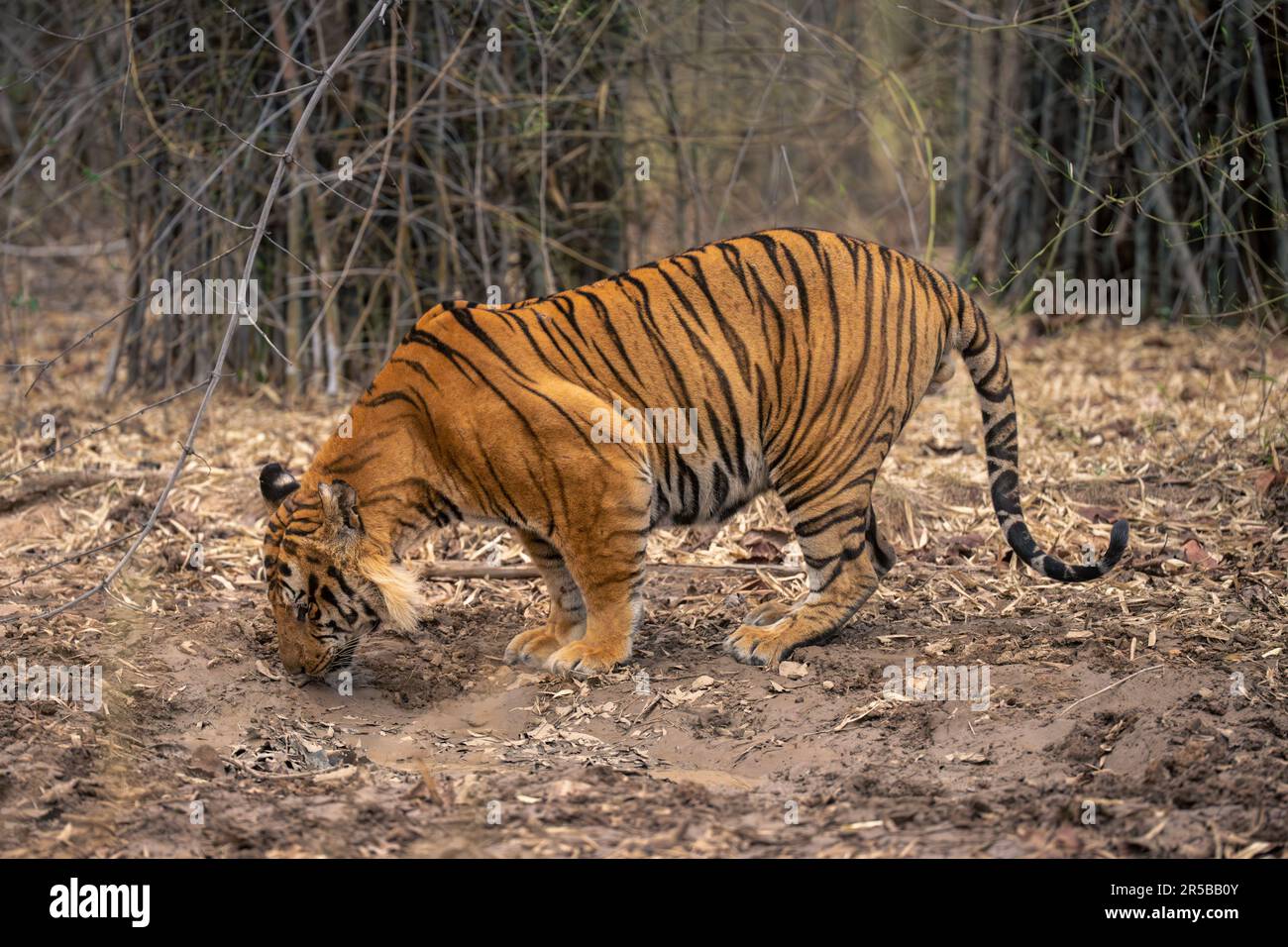 Tiger sniffing tree hi-res stock photography and images - Alamy