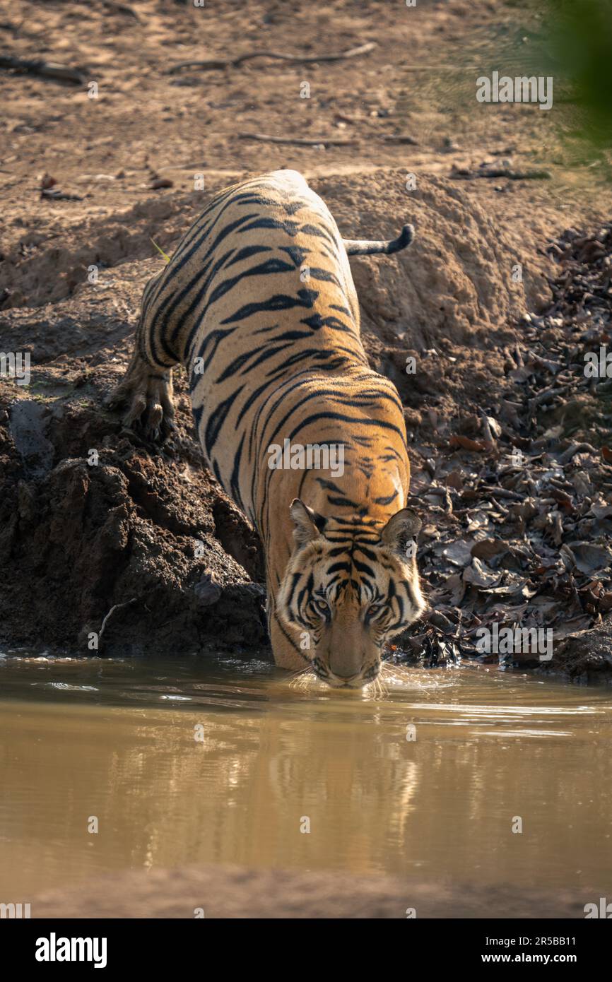 Tiger steps hi-res stock photography and images - Alamy