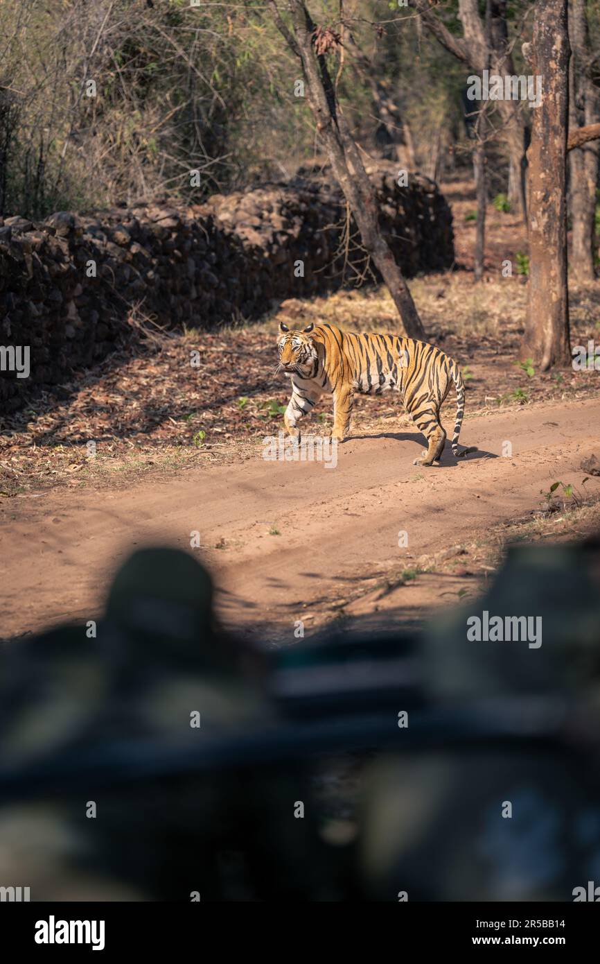 Tiger walking along track hi-res stock photography and images - Alamy