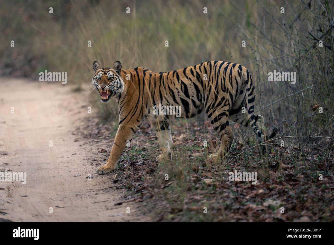 Bengal tiger walks across sandy track snarling Stock Photo - Alamy