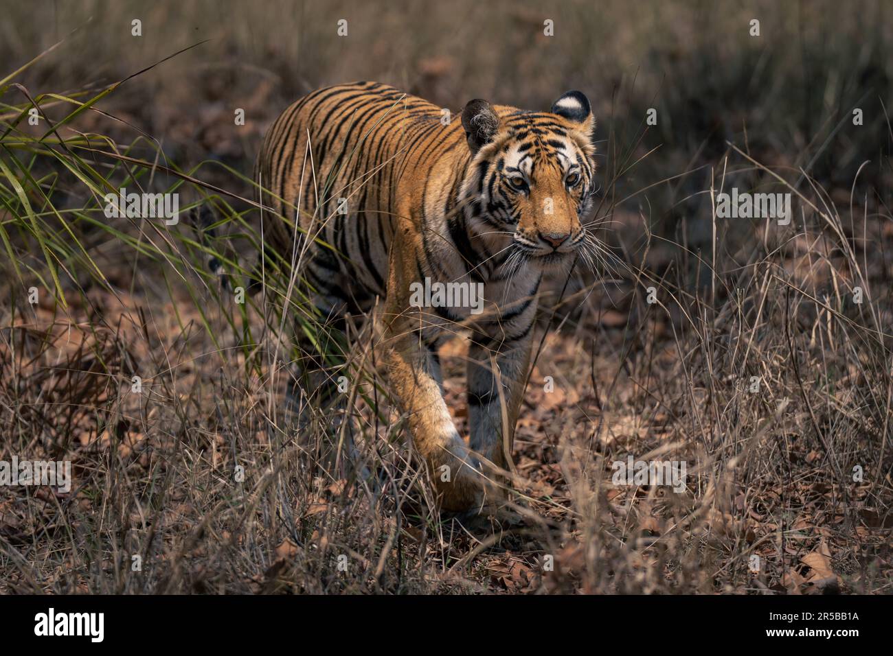 Tiger walking towards camera hi-res stock photography and images - Alamy