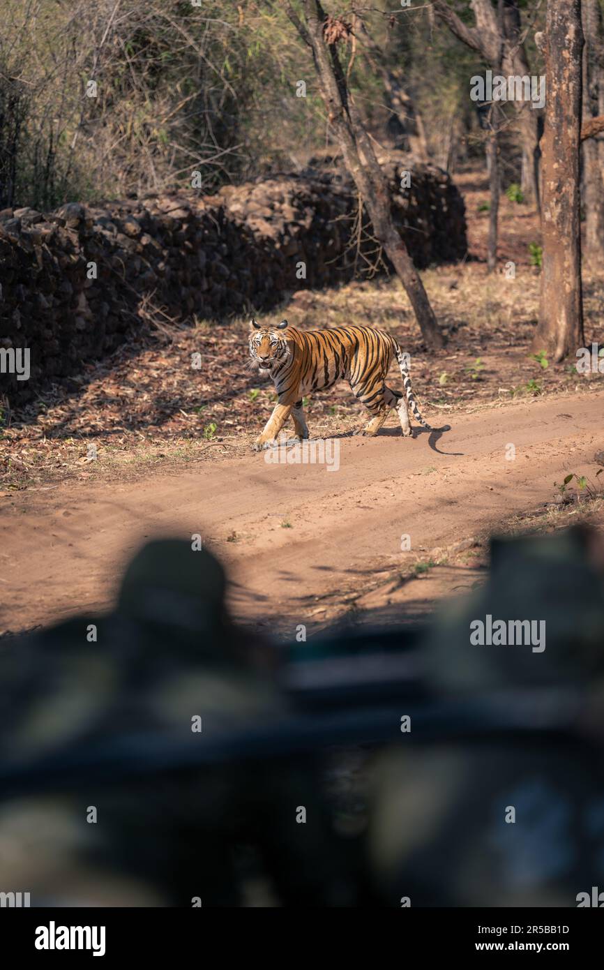 Tiger walking down road hi-res stock photography and images - Alamy