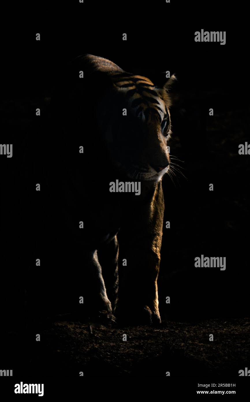 Bengal tiger walks towards camera in shadow Stock Photo - Alamy