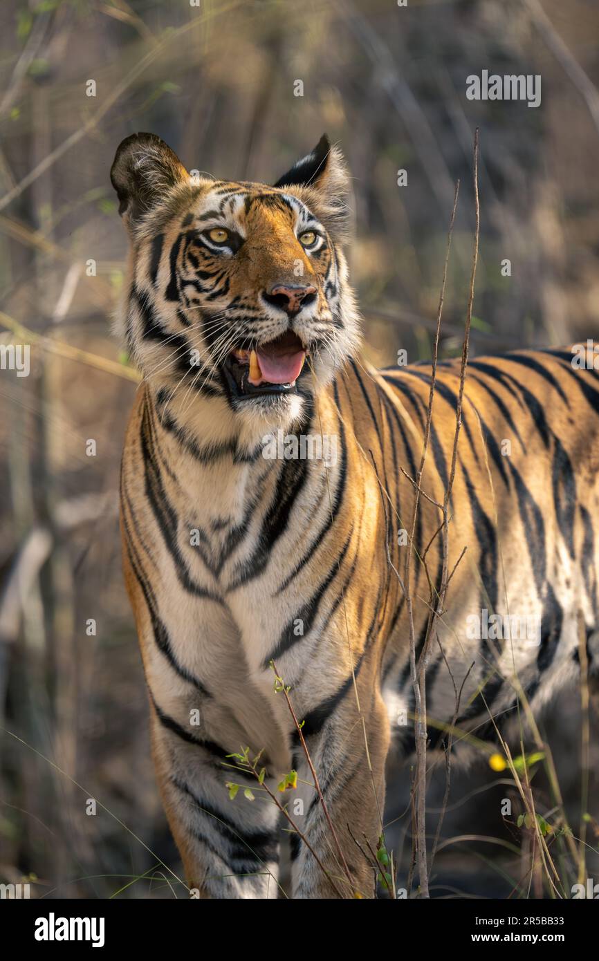 Close-up of Bengal tiger standing in bushes Stock Photo - Alamy
