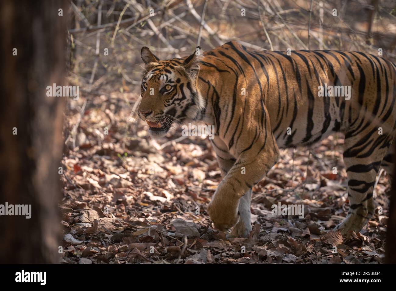 Tiger walking through forest hi-res stock photography and images - Alamy