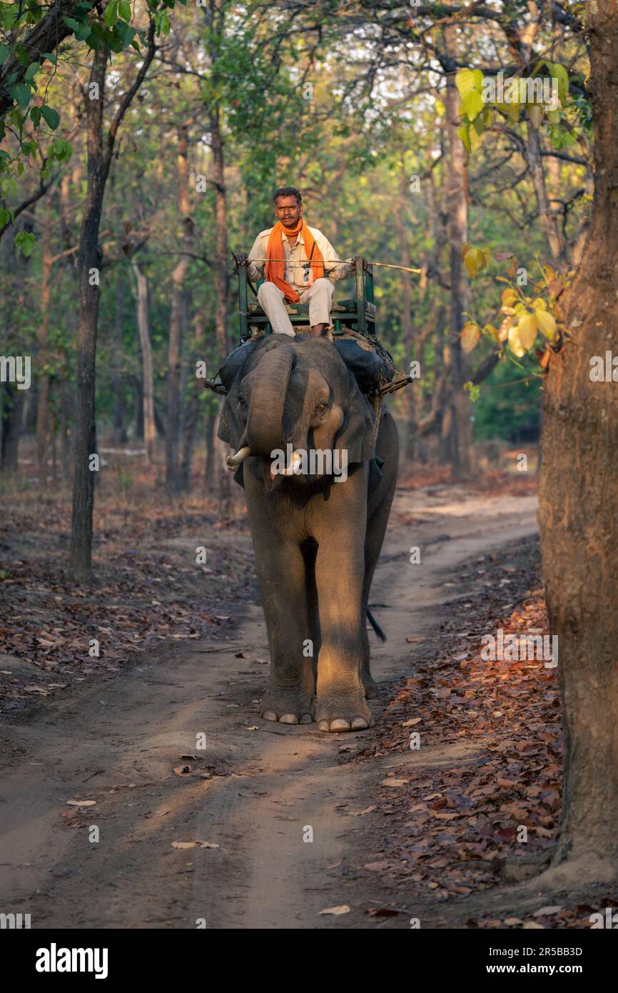 Domestic elephant with mahout stands raising trunk Stock Photo - Alamy