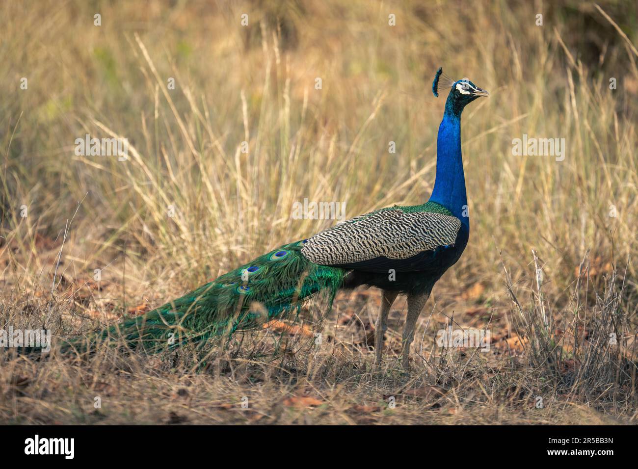Peacock stands hi-res stock photography and images - Alamy