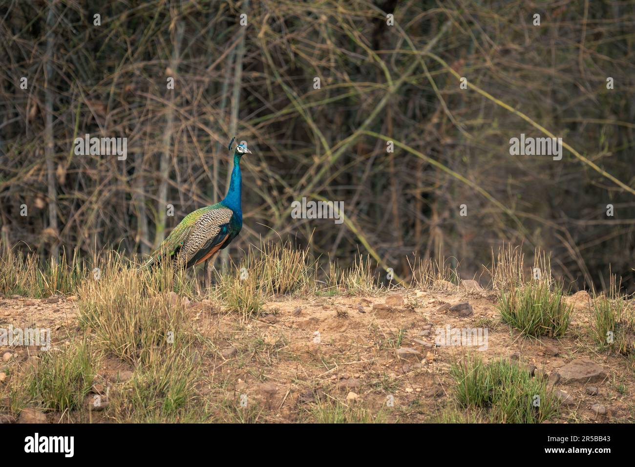 Peacock stands hi-res stock photography and images - Alamy