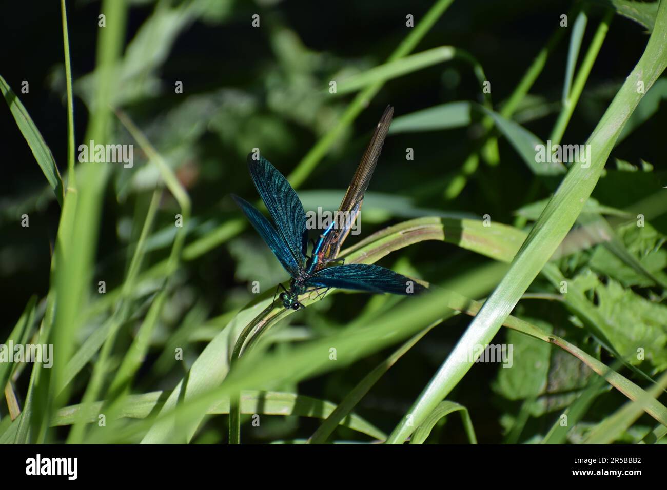 Jewelwings Damselfly Mating Dance Stock Photo - Alamy